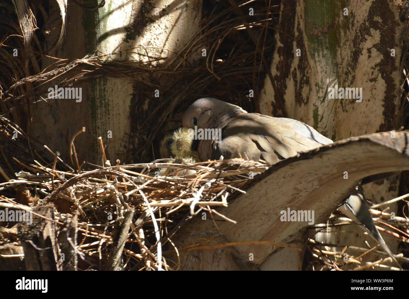 Bird nurturing and feeding baby birds Stock Photo - Alamy