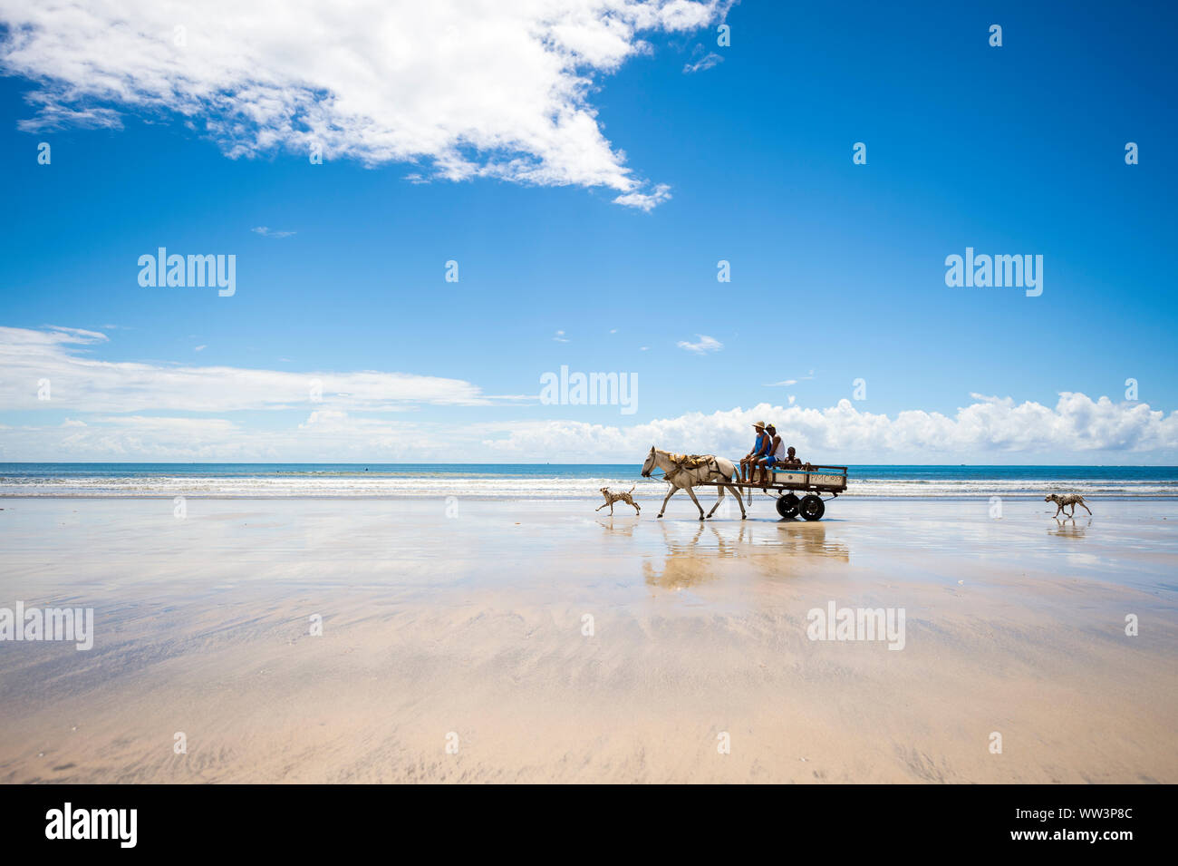 BAHIA, BRAZIL - MARCH, 2018: A working mule pulls a cart along the ...