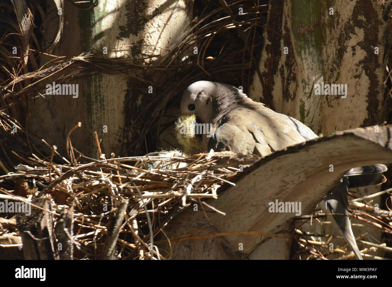 Bird nurturing and feeding baby birds Stock Photo - Alamy