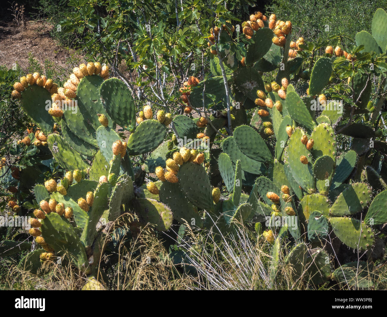 Prickly pear cactus with fruit at sunset Stock Photo - Alamy