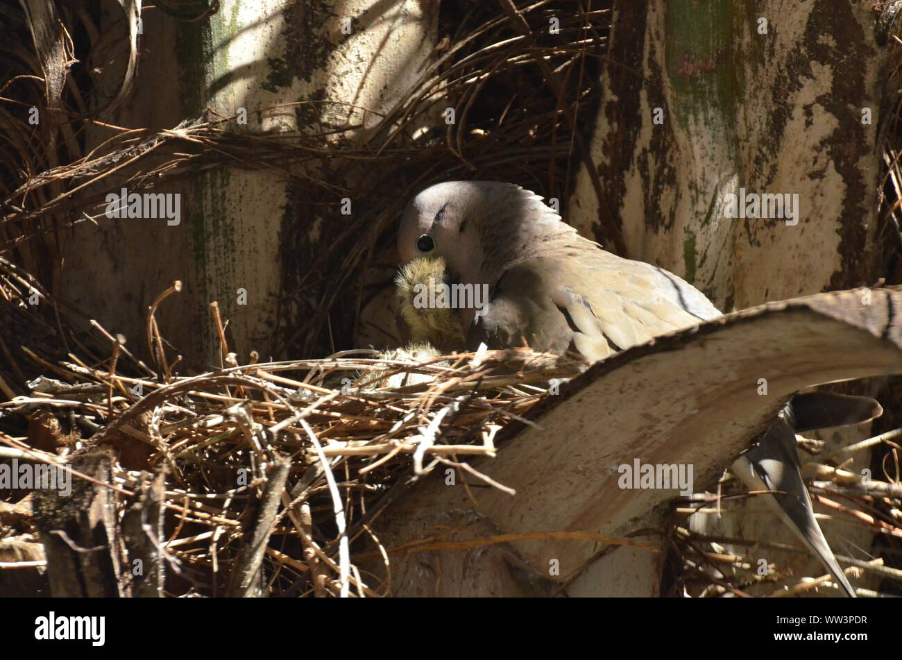 Bird nurturing and feeding baby birds Stock Photo - Alamy