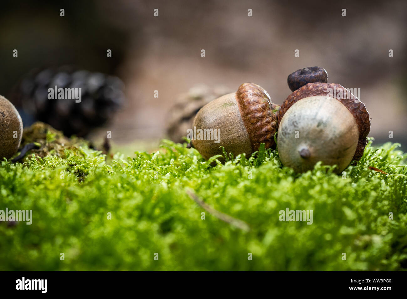 Background with autumn acorns and leaves closeup. Acorns macro. Acorns ...