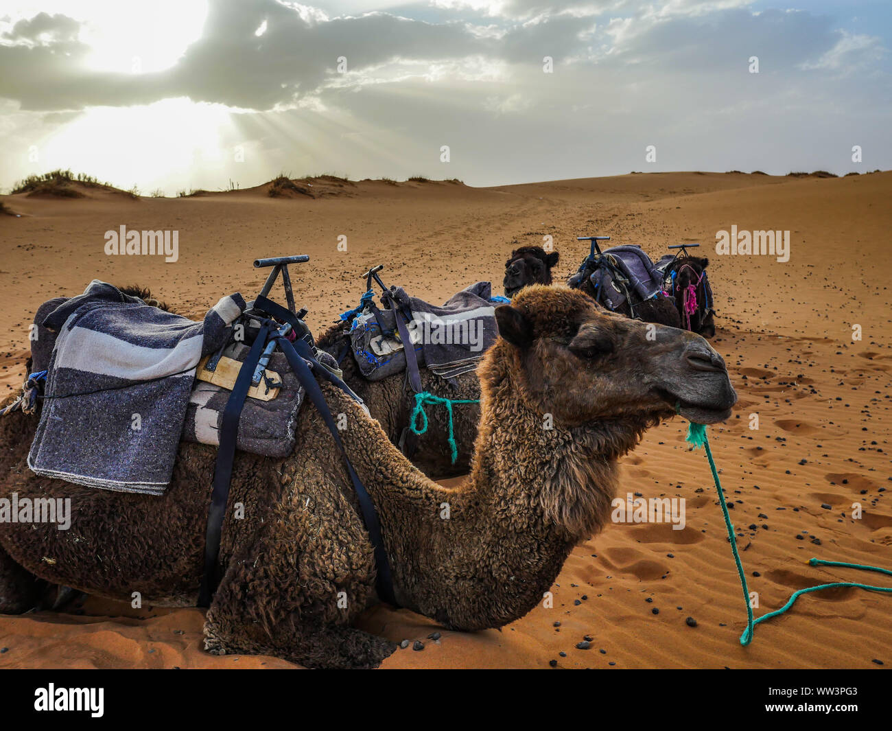 Morocco two camel in the sahara desert in merzouga Stock Photo - Alamy