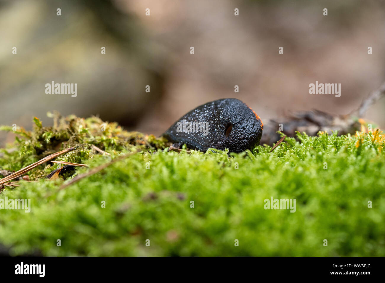 Animal scene moss hi-res stock photography and images - Alamy