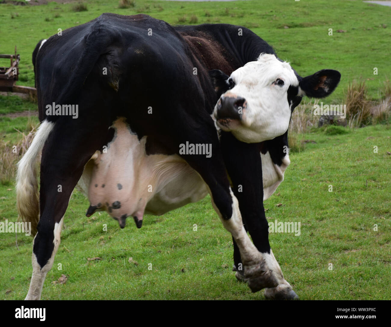 Large scratching black and white dairy cow Stock Photo - Alamy