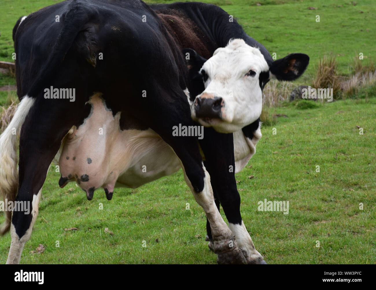 Cow Looking Back High Resolution Stock Photography and Images - Alamy
