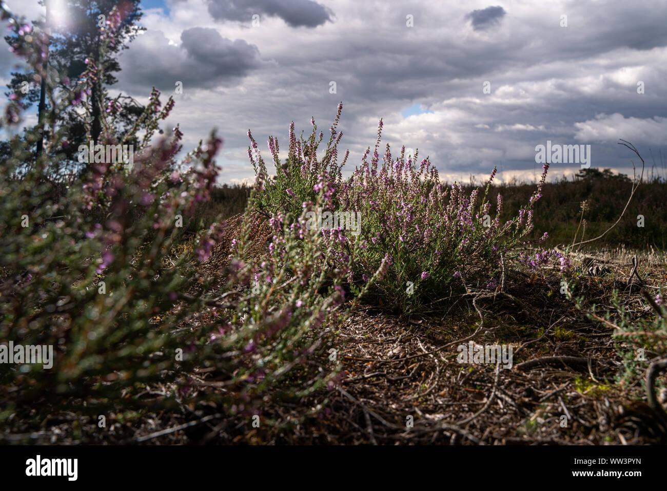Purple common heather (Calluna vulgaris) Blooming Heather field in the ...