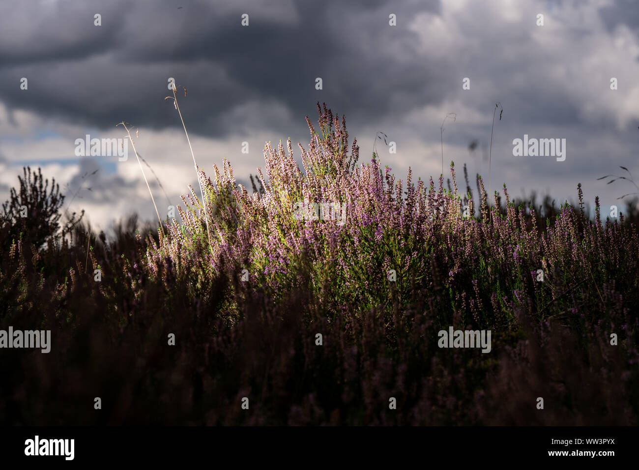 Purple common heather (Calluna vulgaris) Blooming Heather field in the ...