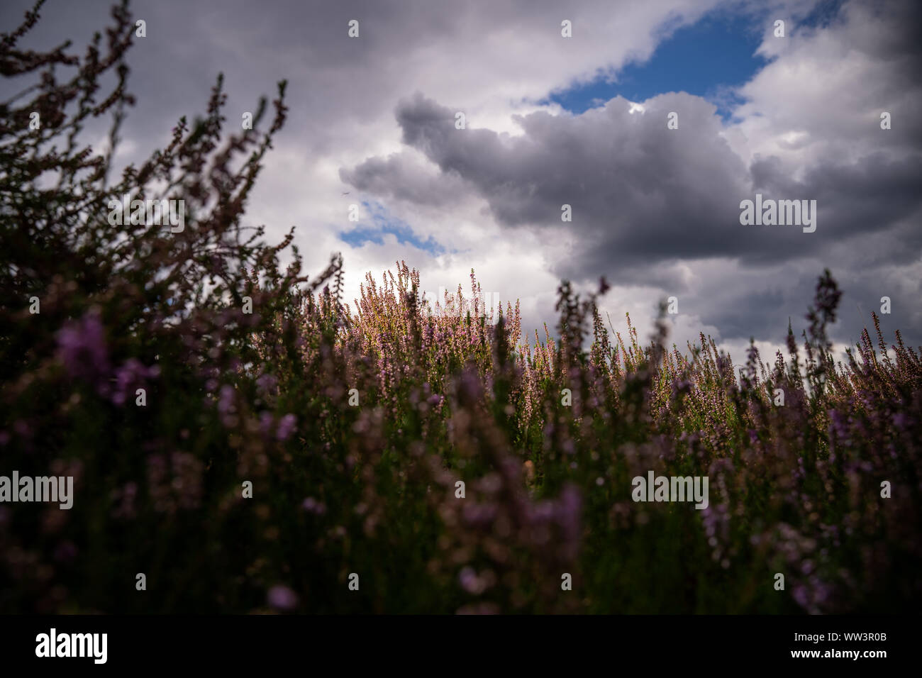 Purple common heather (Calluna vulgaris) Blooming Heather field in the ...