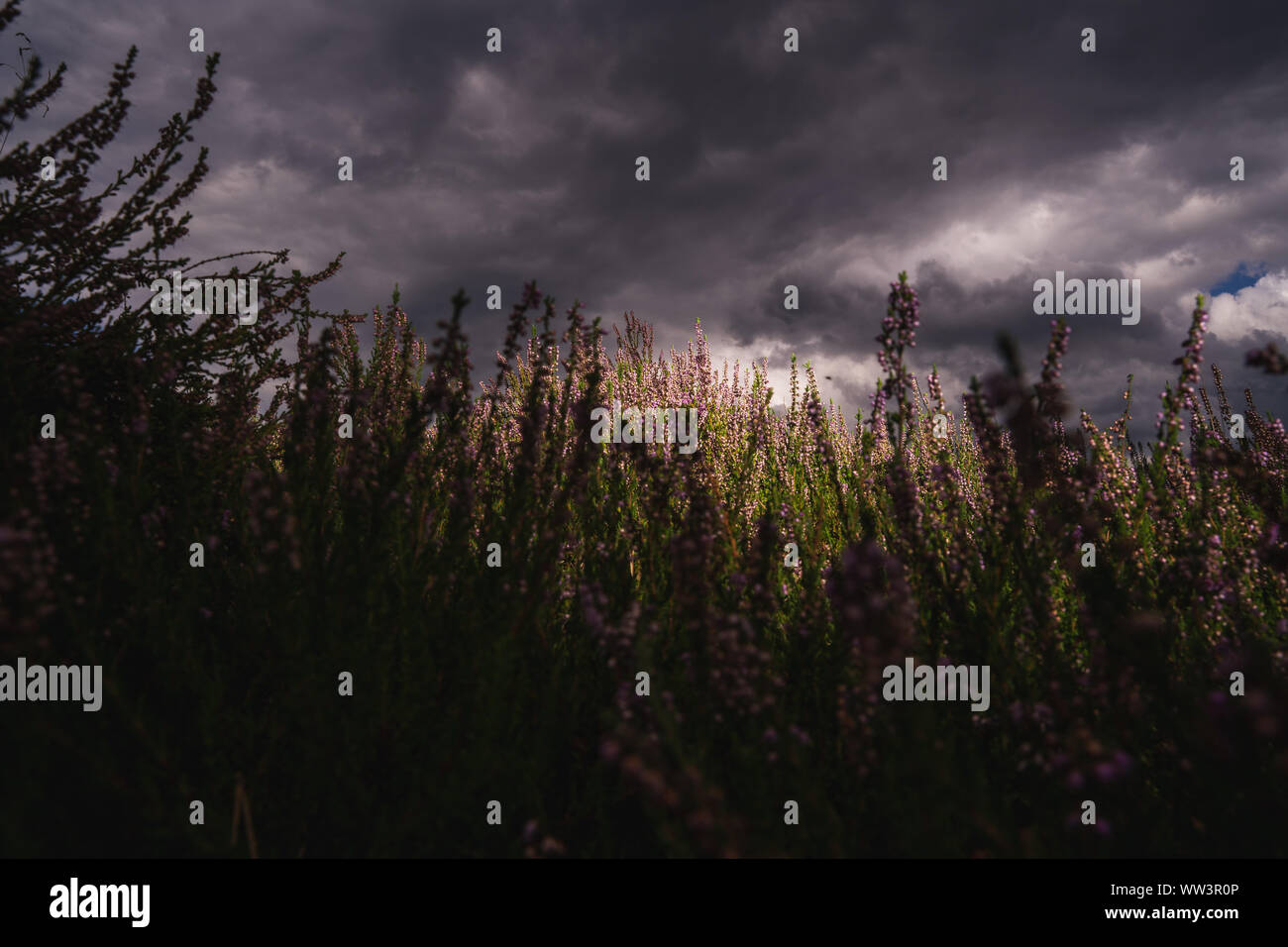 Purple common heather (Calluna vulgaris) Blooming Heather field in the ...