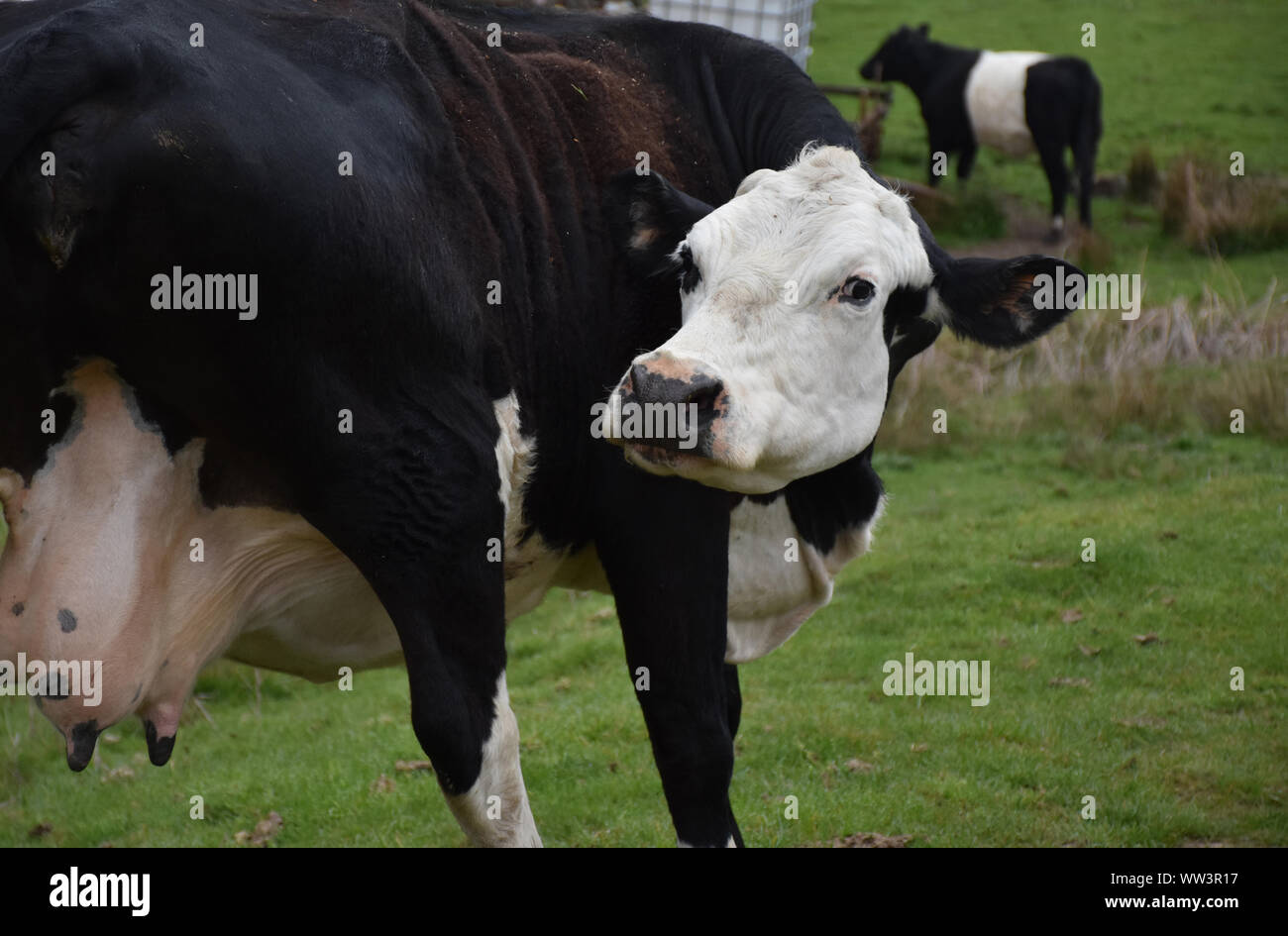 Black and white cow glancing back over his shoulder Stock Photo - Alamy
