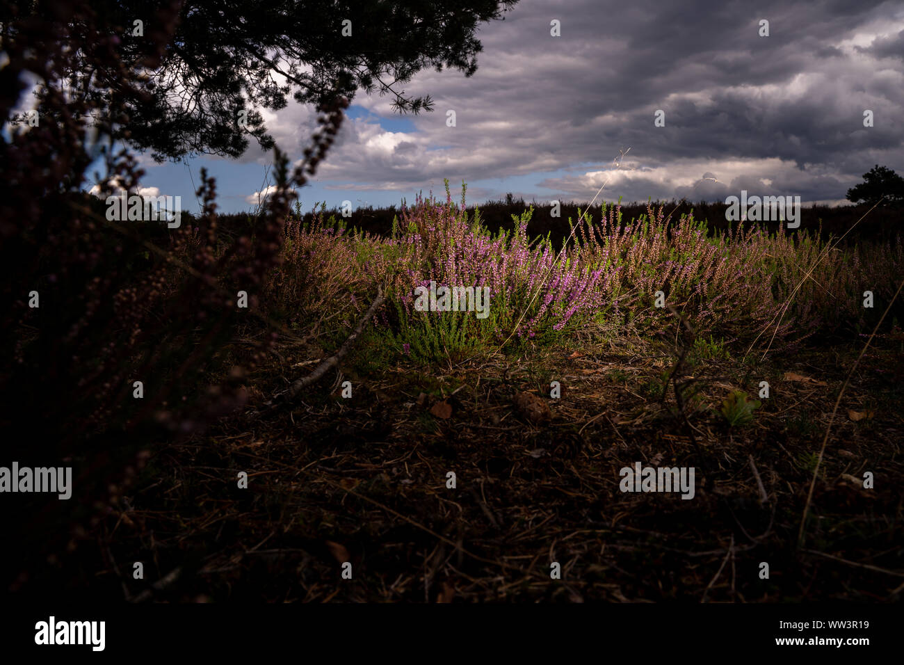 Purple common heather (Calluna vulgaris) Blooming Heather field in the ...