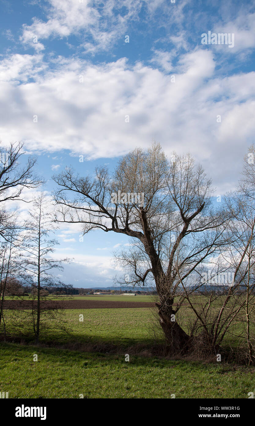 Upright tree without leaves in fall with a blue sky and clouds by ...