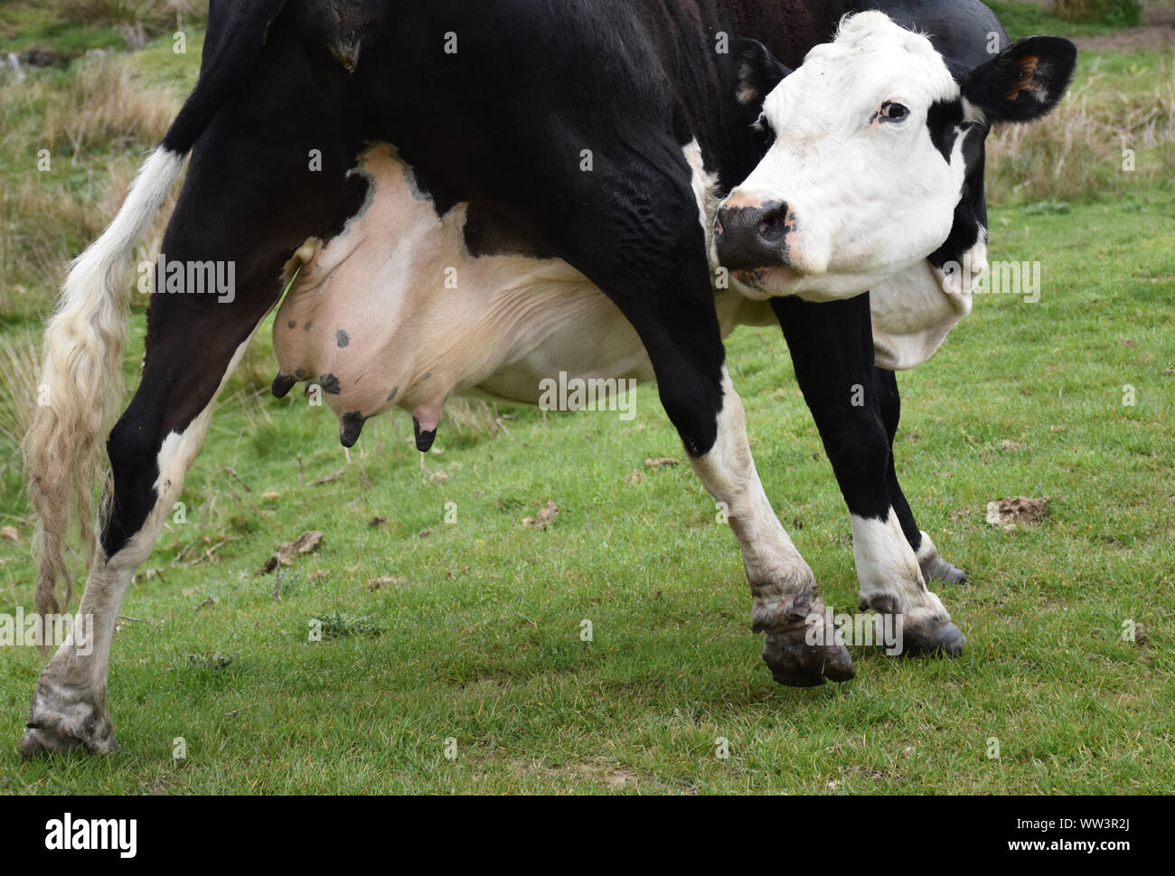 Silly black and white cow in a field twisting back over his shoulder ...