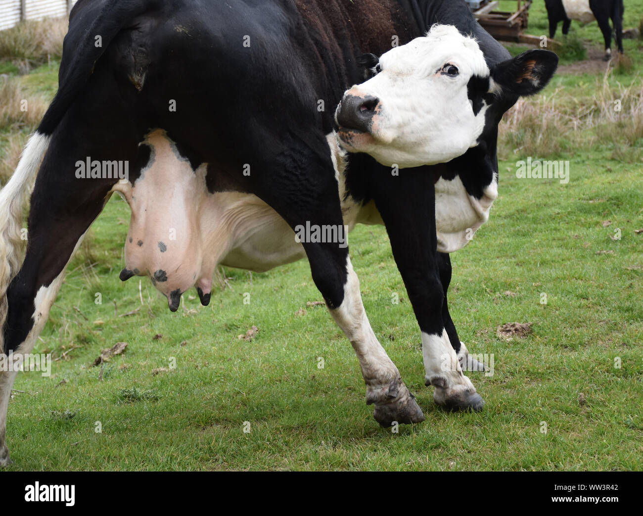 Cow shaking head back hi-res stock photography and images - Alamy