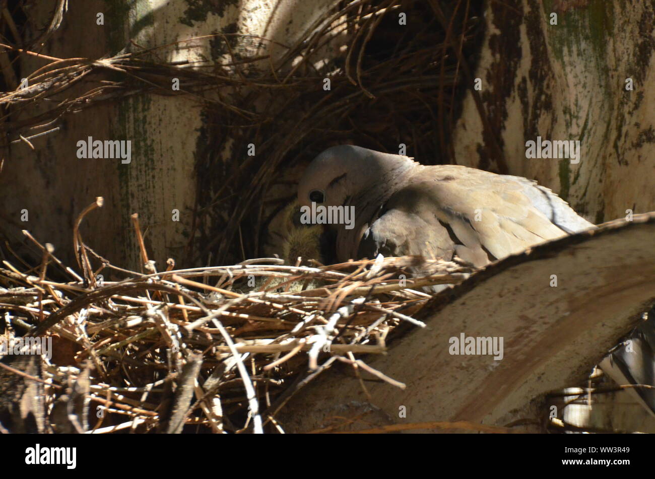 Bird nurturing and feeding baby birds Stock Photo - Alamy