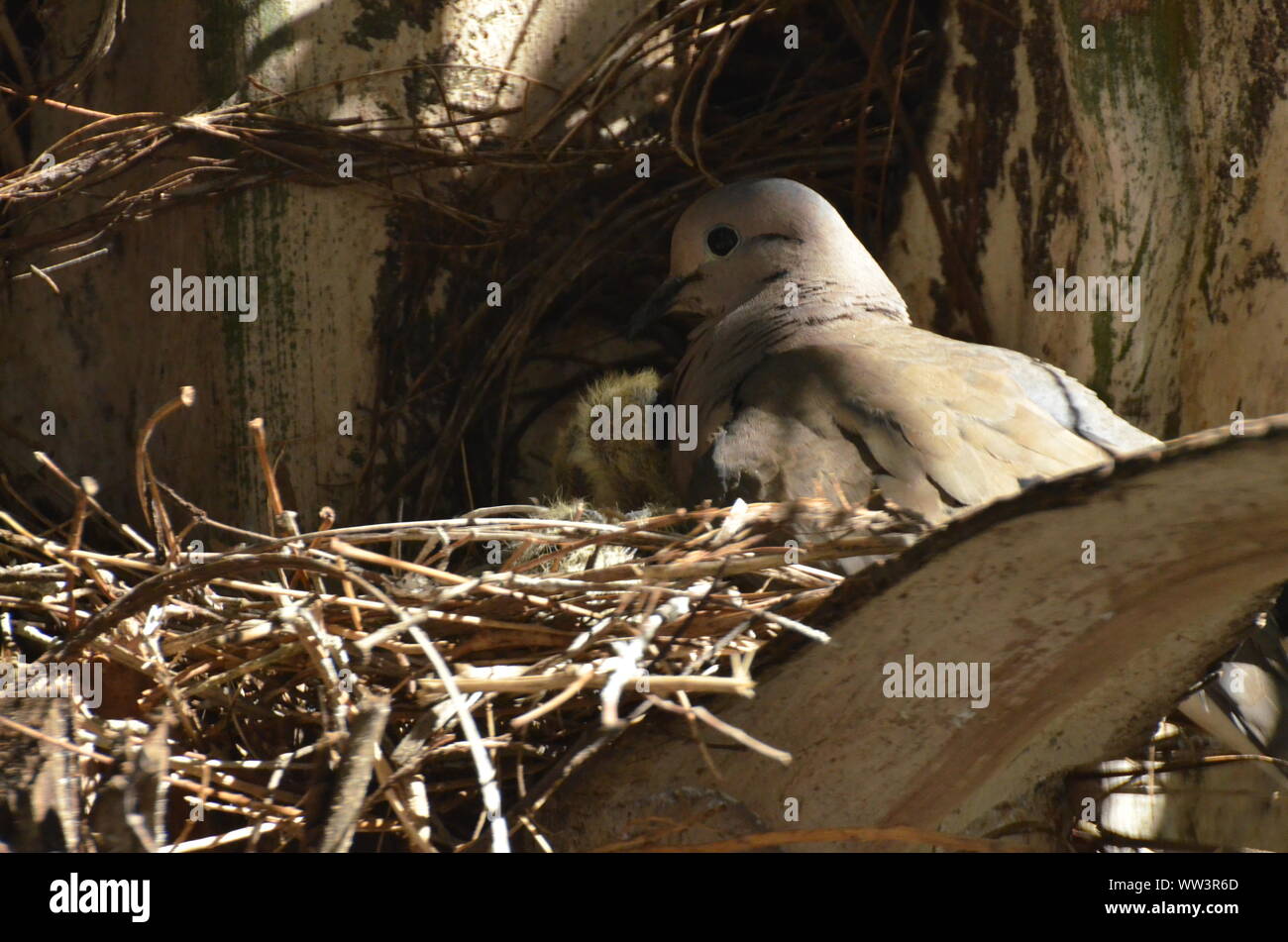 Bird nurturing and feeding baby birds Stock Photo - Alamy