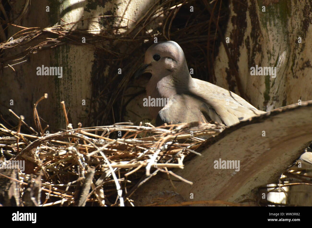 Bird nurturing and feeding baby birds Stock Photo - Alamy