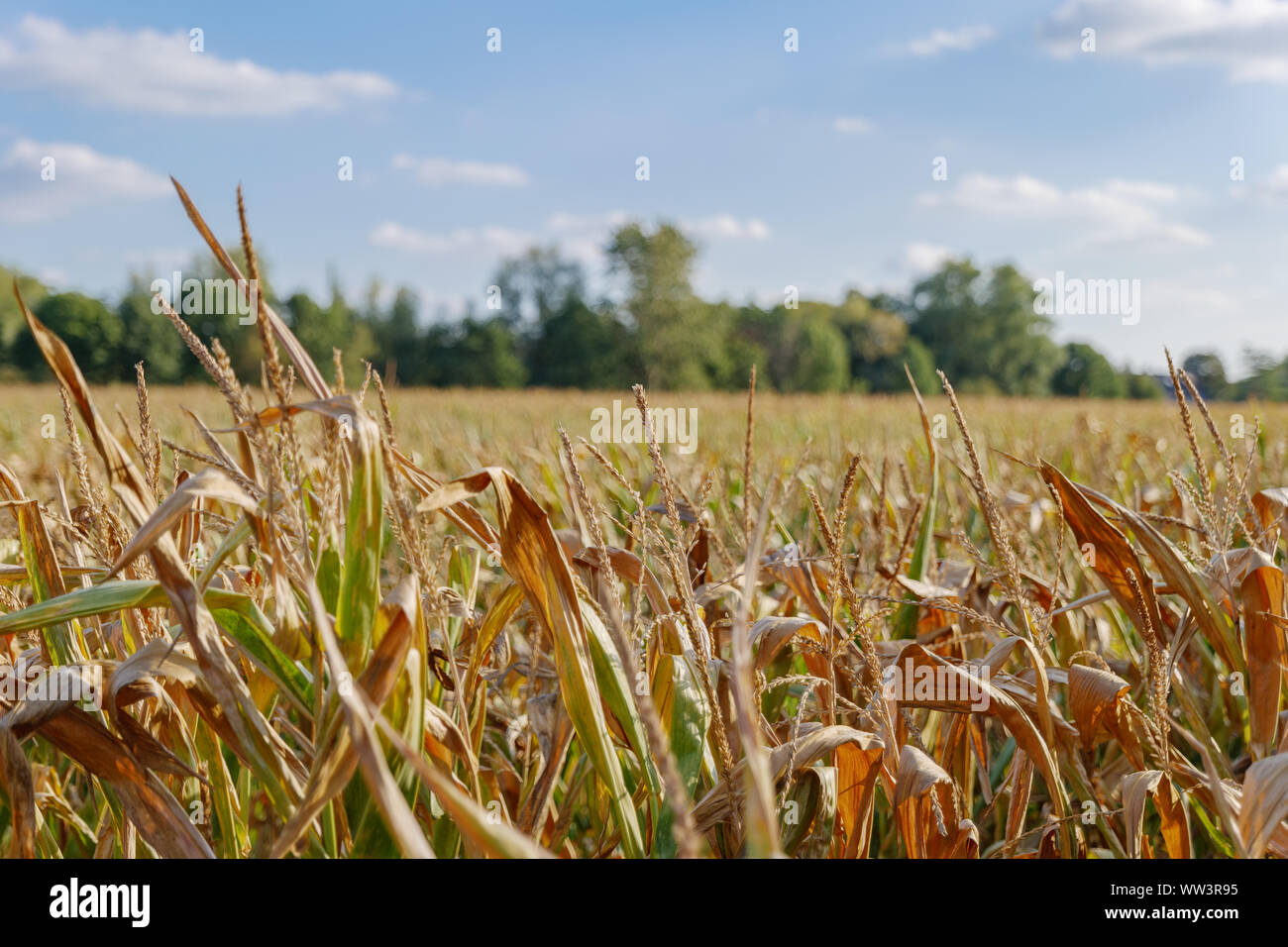Corn field top view hi-res stock photography and images - Alamy