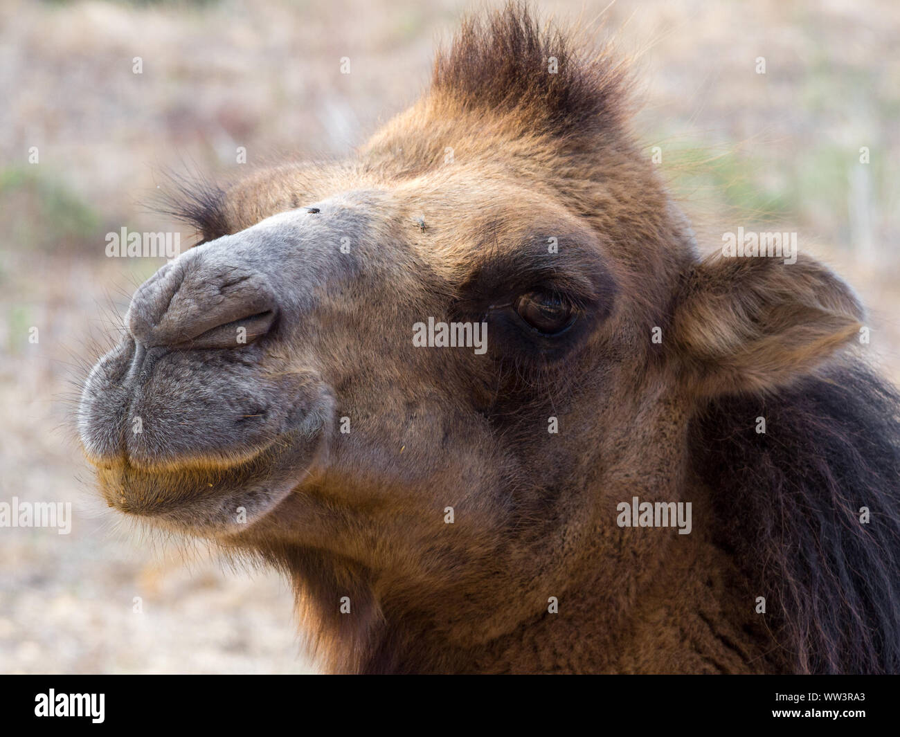 Camel tooth teeth camels hi-res stock photography and images - Alamy