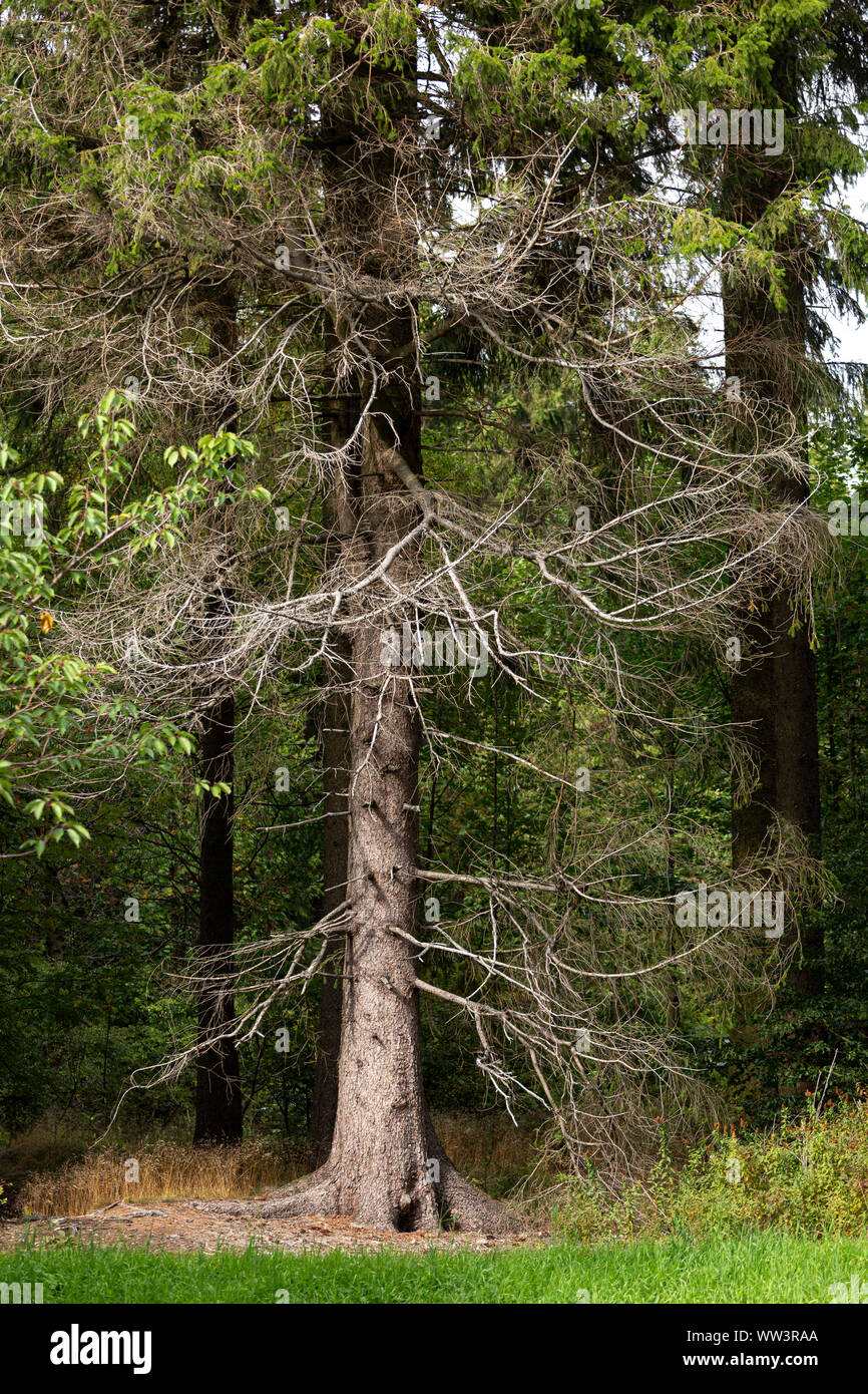 Tree partly dry and dying from the consecutive years of drought Stock ...