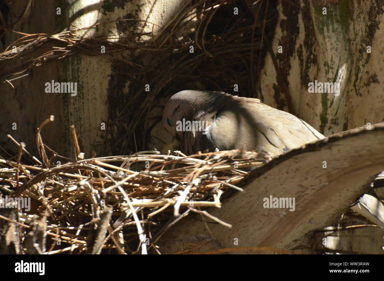 Bird nurturing and feeding baby birds Stock Photo - Alamy