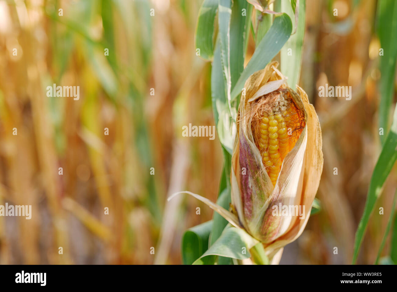 Close up and selected focus at ripe corncob on corn plant with blur ...