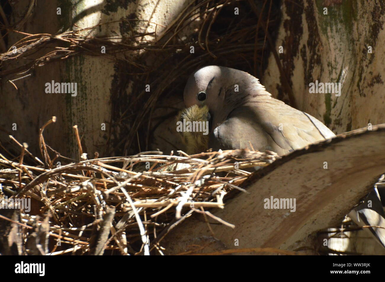 Bird nurturing and feeding baby birds Stock Photo - Alamy