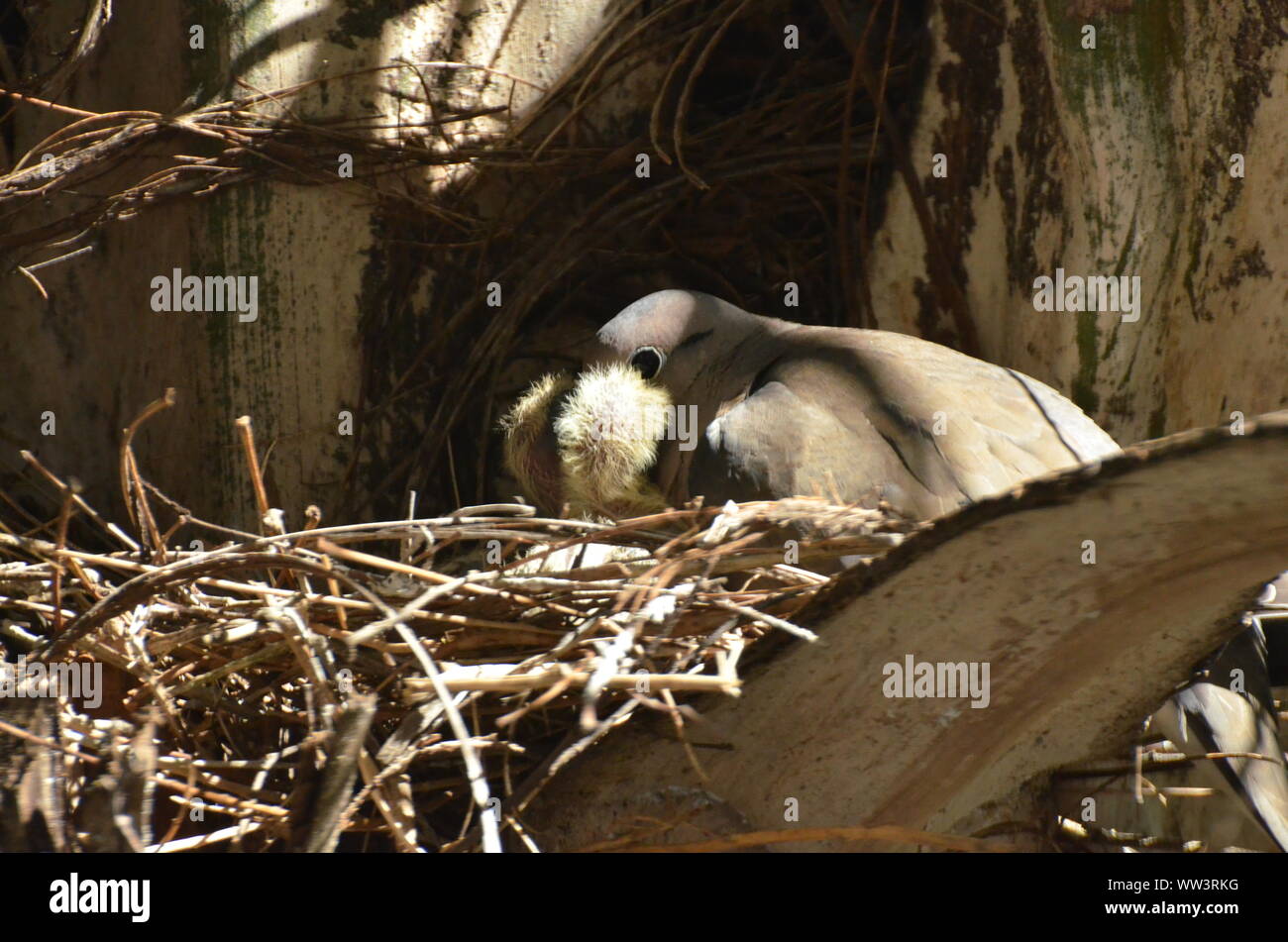 Bird nurturing and feeding baby birds Stock Photo - Alamy
