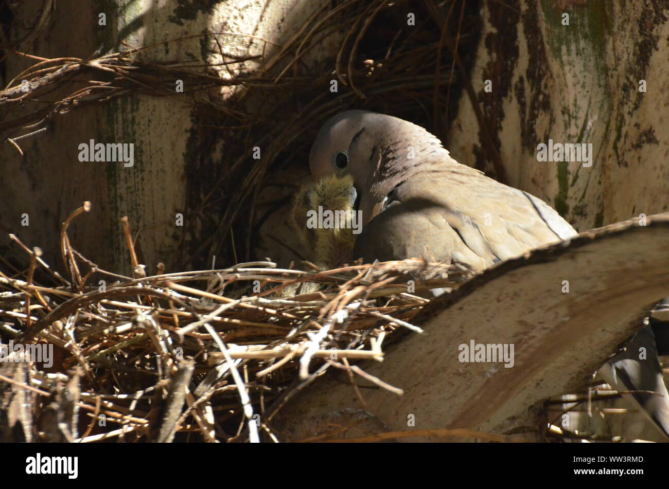 Feeding nurturing hi-res stock photography and images - Alamy