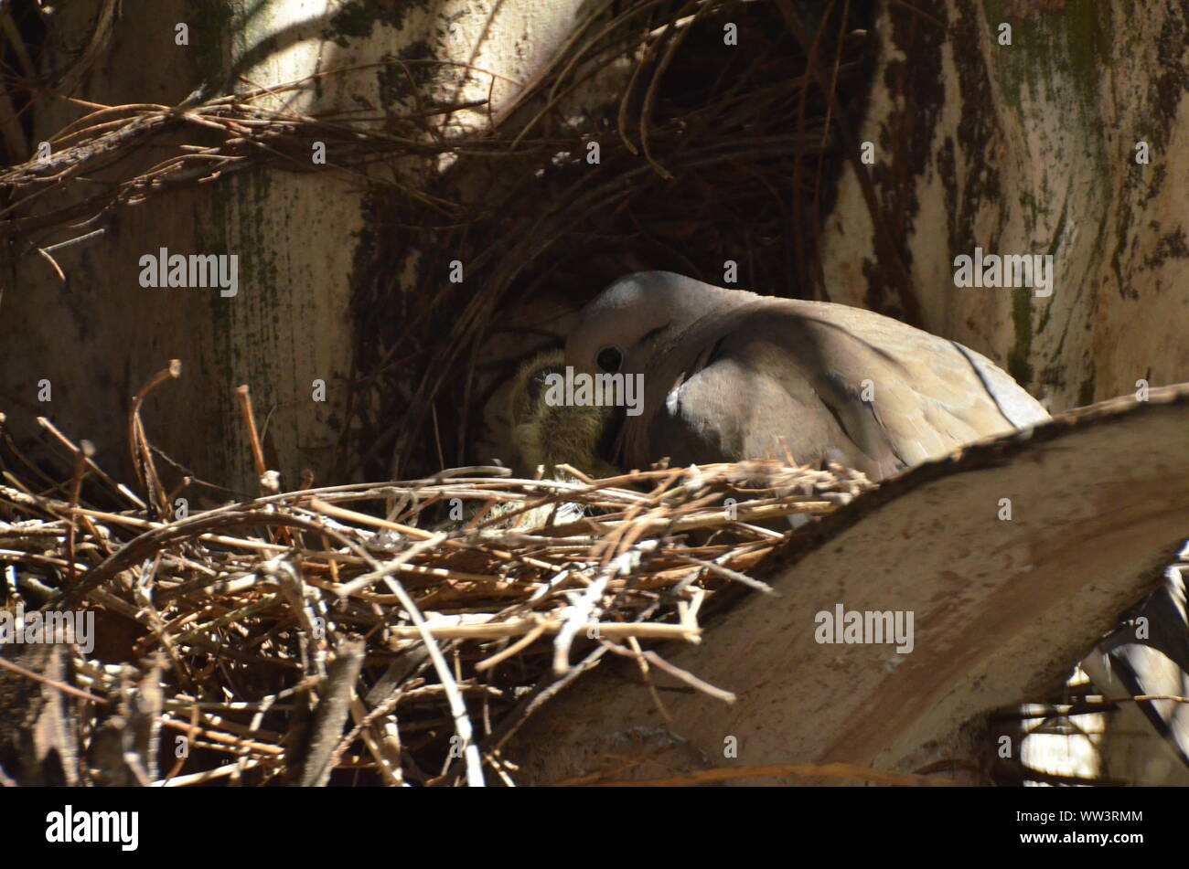 Bird nurturing and feeding baby birds Stock Photo - Alamy