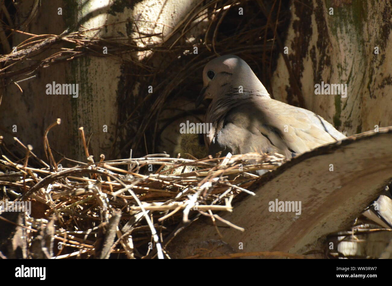Bird nurturing and feeding baby birds Stock Photo - Alamy