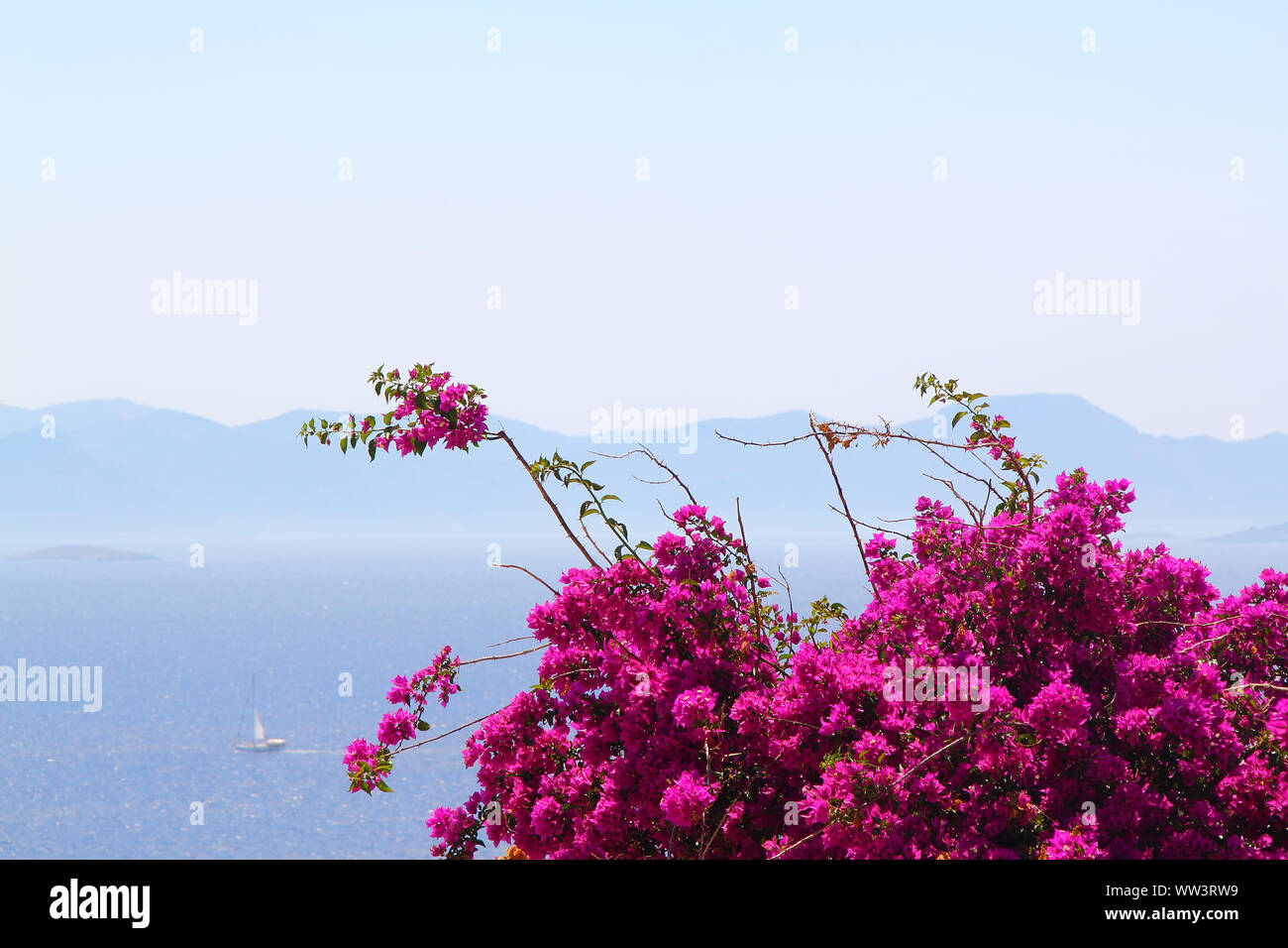 Beautiful Flowers Blooming In The Garden, Bodrum Turkey Stock Photo - Alamy
