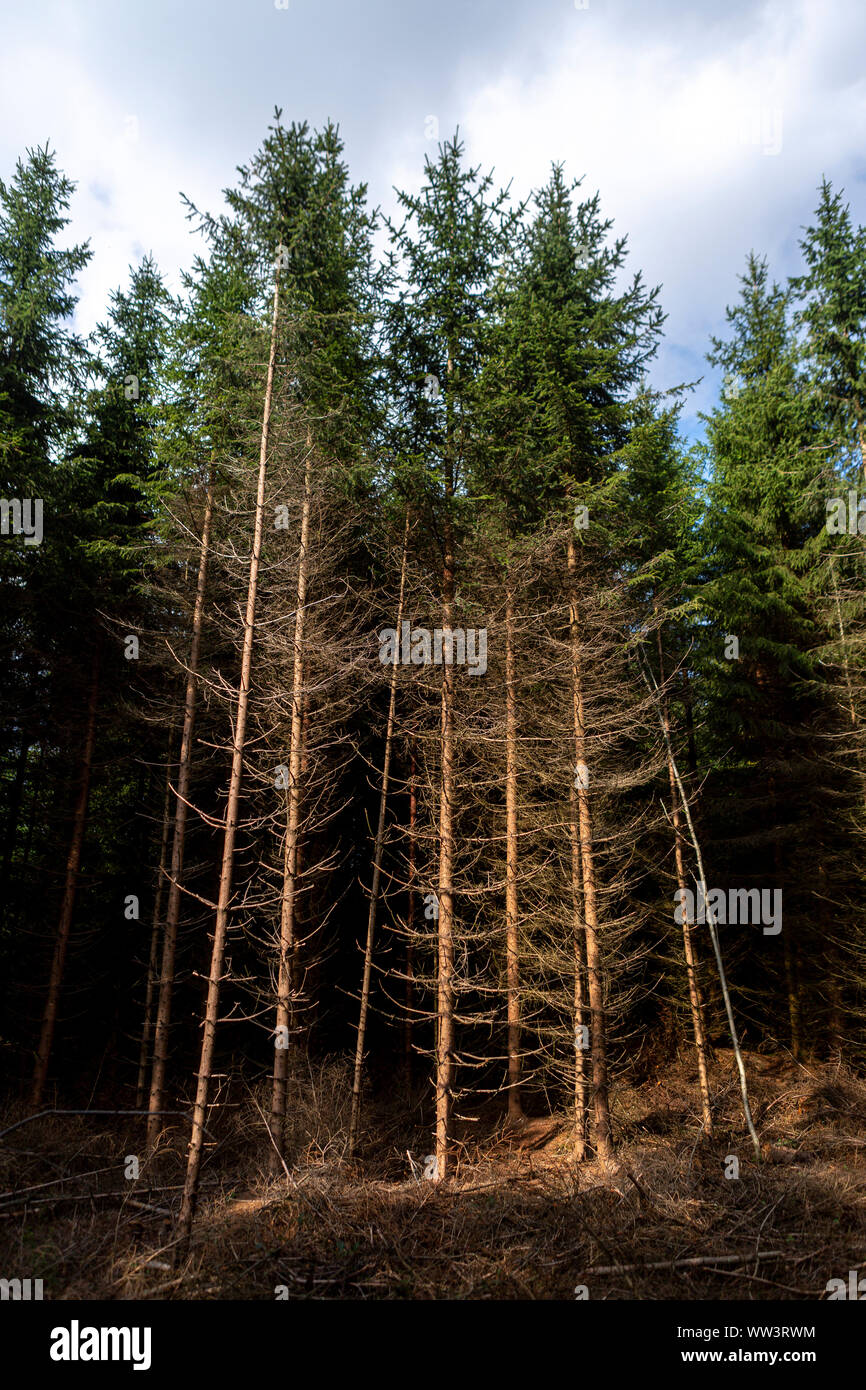 Trees lit by sunlight with dry dead branches and bald tree trunks ...