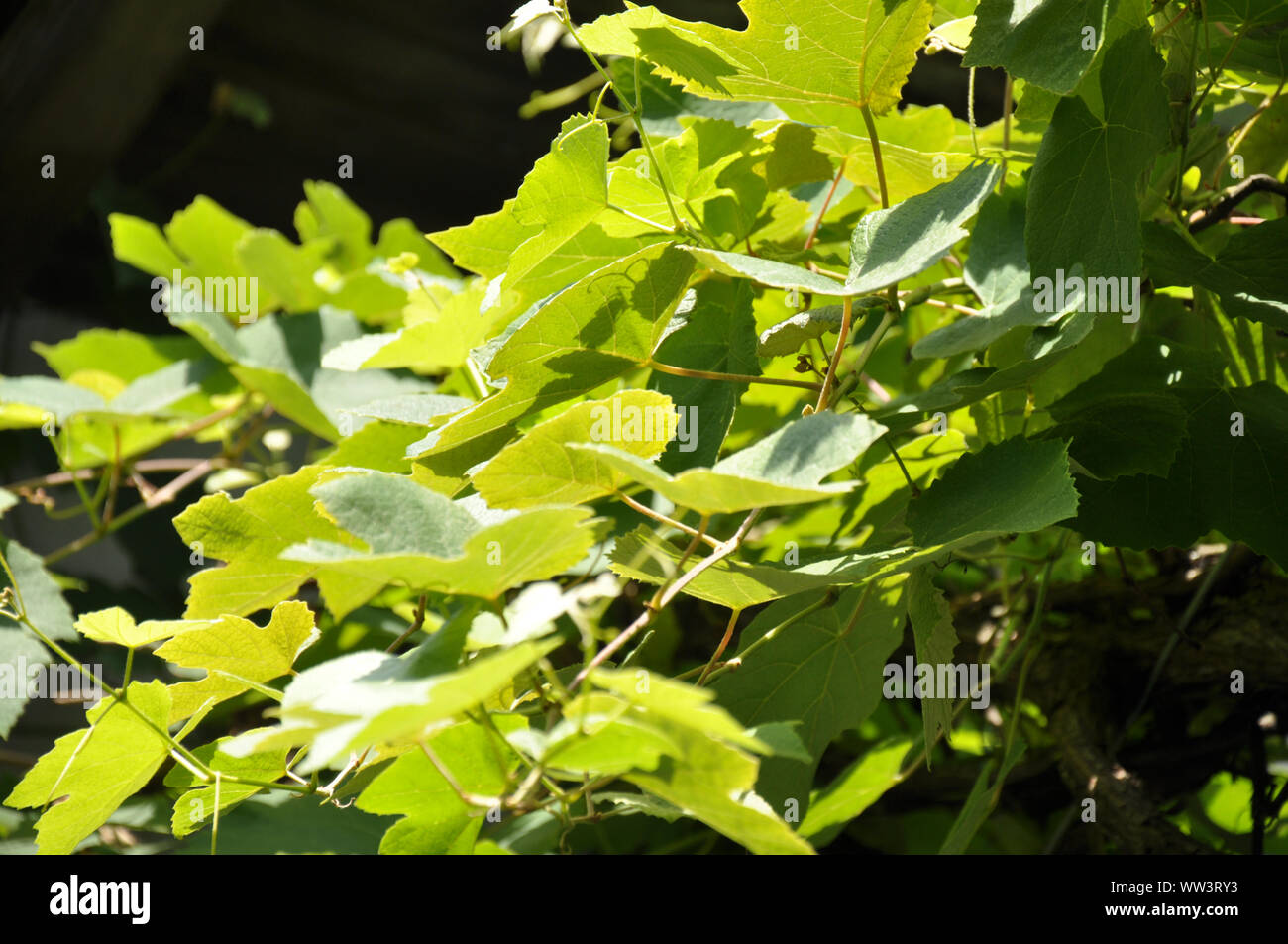 Tendril of vine hi-res stock photography and images - Alamy
