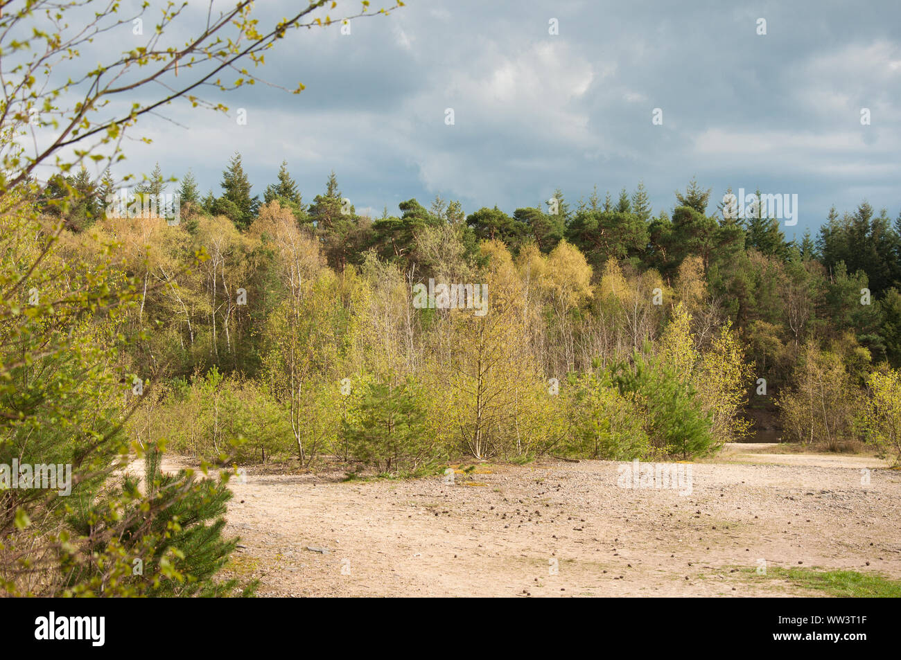 Clearing with sunny weather by jziprian Stock Photo - Alamy