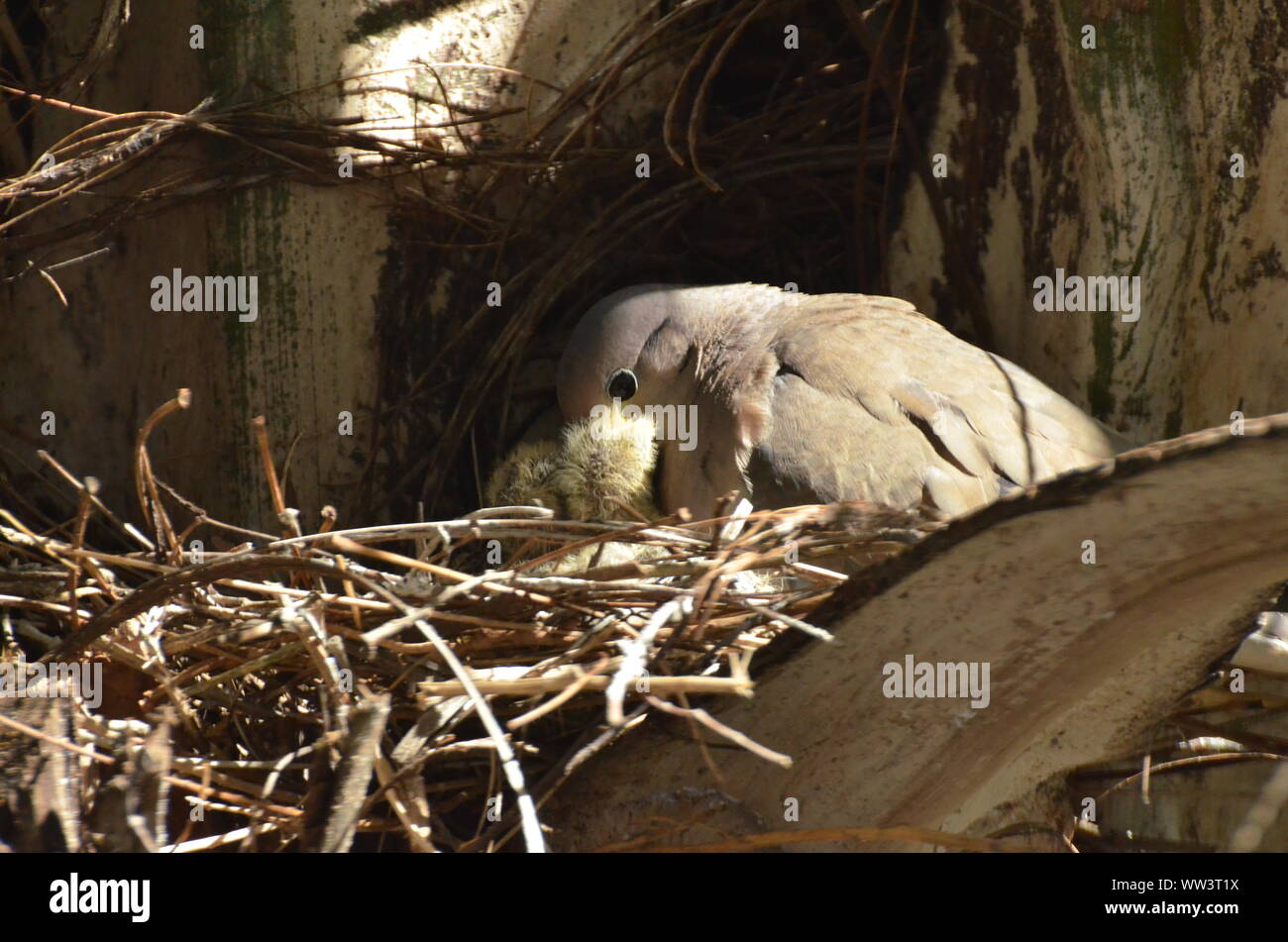 Bird nurturing and feeding baby birds Stock Photo - Alamy