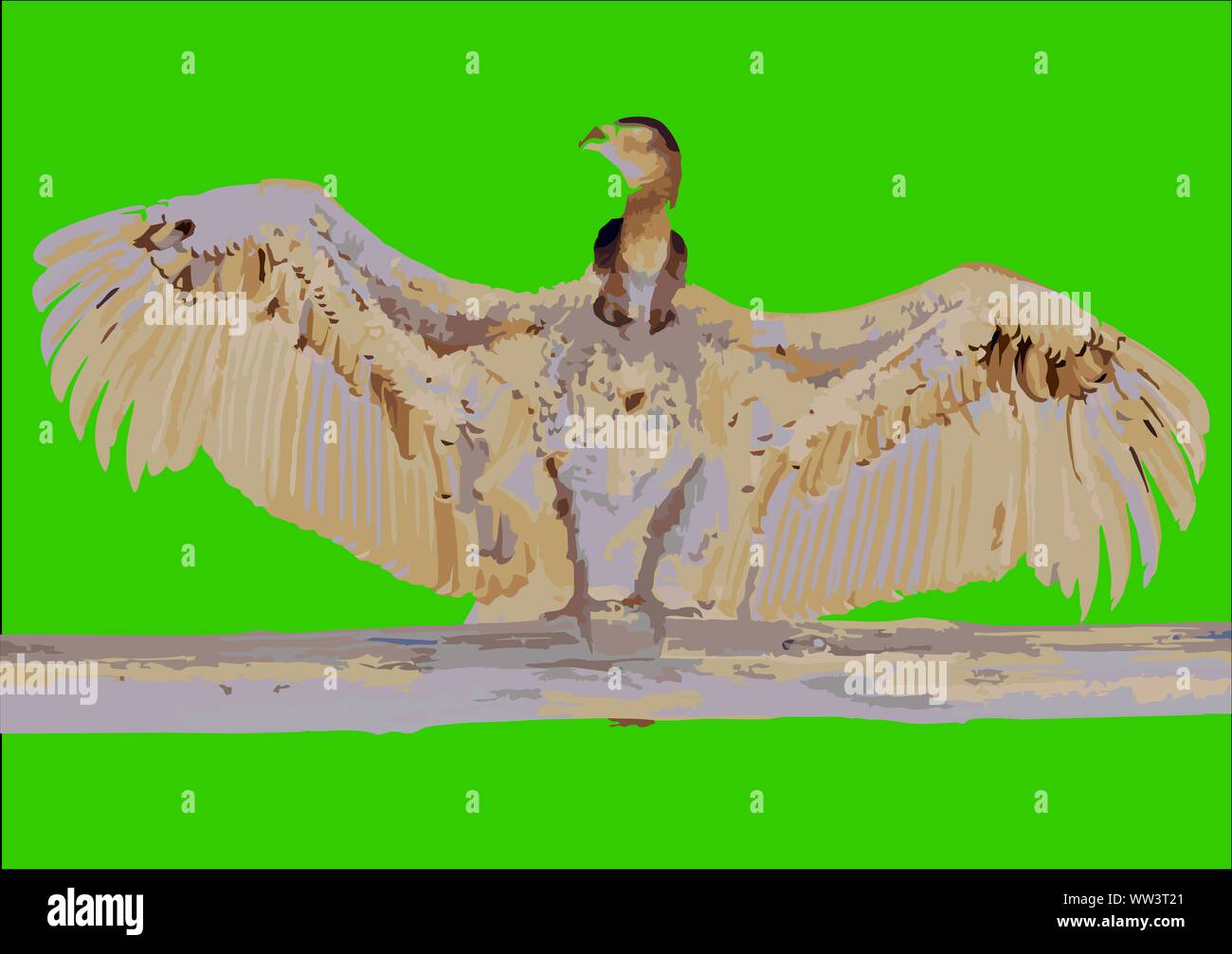 Peruvian Condor ilustration, Andes big eagle bird that you can find at ...
