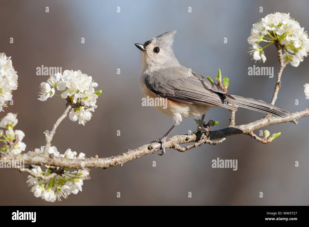Titmouse bird songbird birds hi-res stock photography and images - Alamy