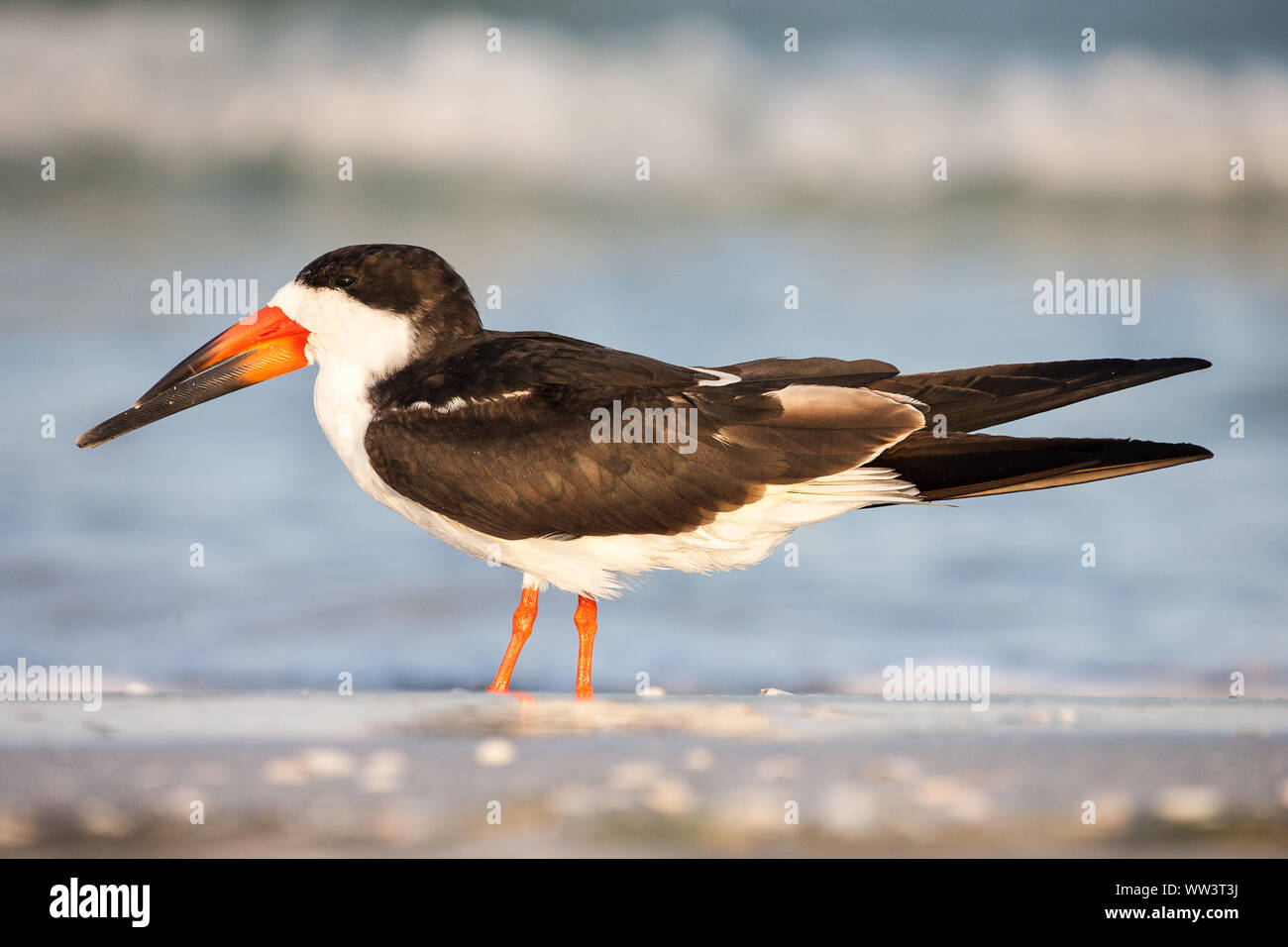 Black Skimmer on the Beach Stock Photo - Alamy