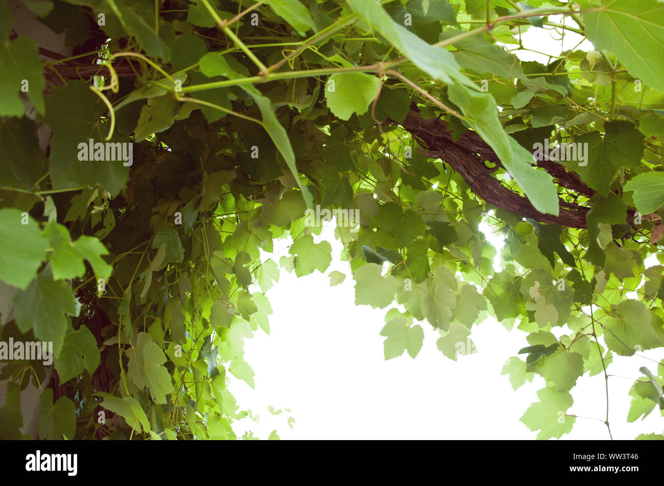 Curved Branch High Resolution Stock Photography and Images - Alamy