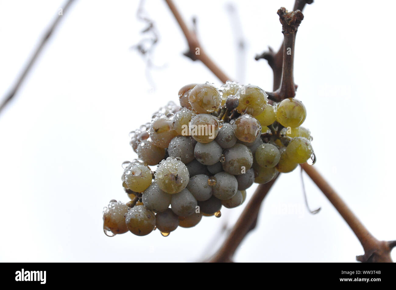 Isolated grapes with raindrops by jziprian Stock Photo - Alamy