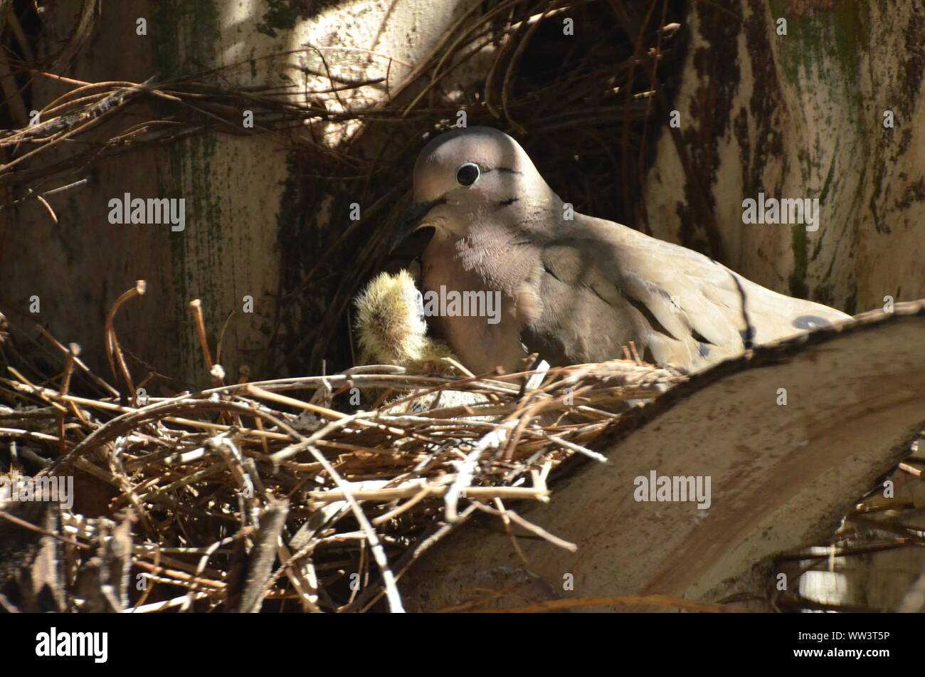 Bird nurturing and feeding baby birds Stock Photo - Alamy