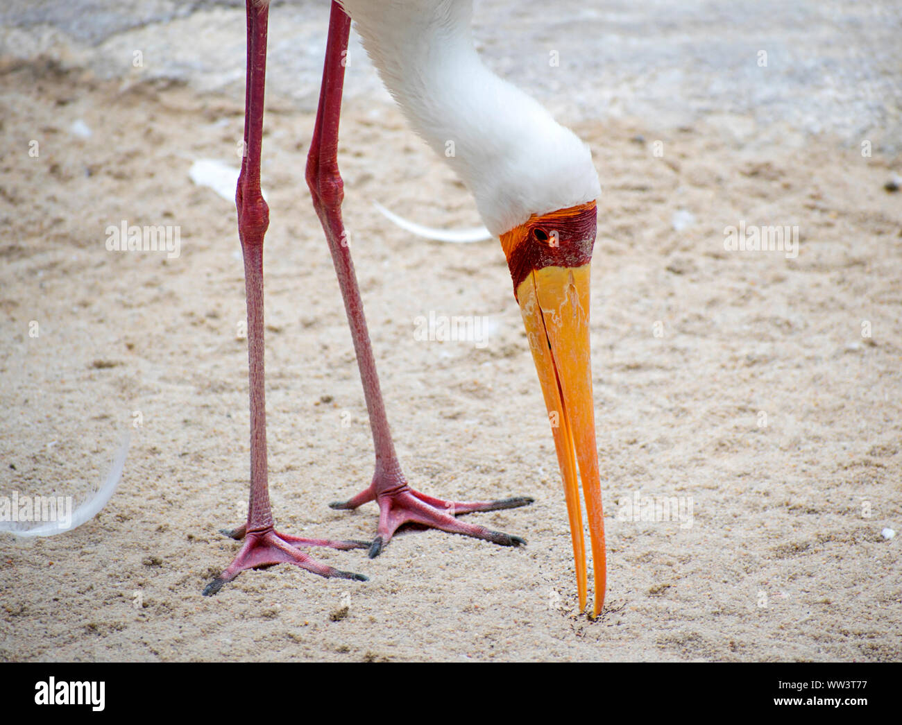 The wild yellow-billed stork (Mycteria ibis), the wood stork, ibis ...