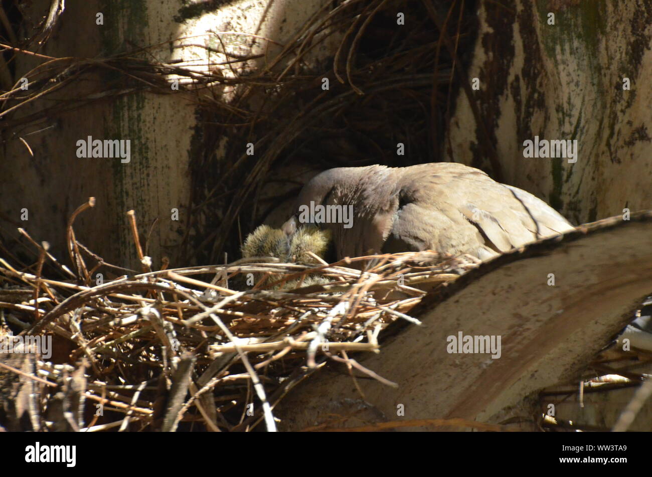 Bird nurturing and feeding baby birds Stock Photo - Alamy