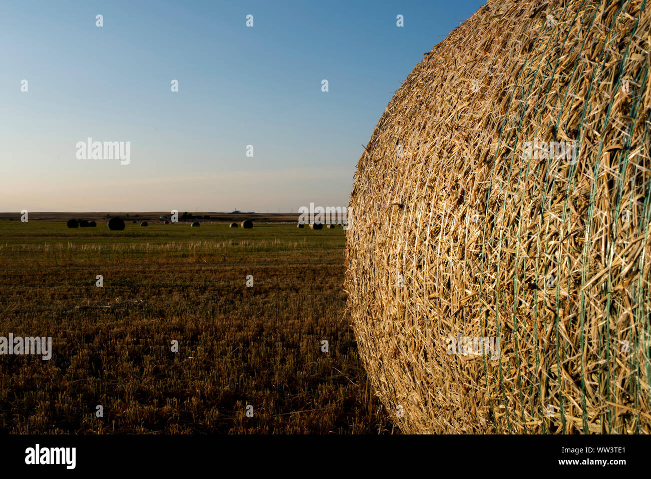 Hay bale on a farmers field, Alberta, Canada Stock Photo - Alamy