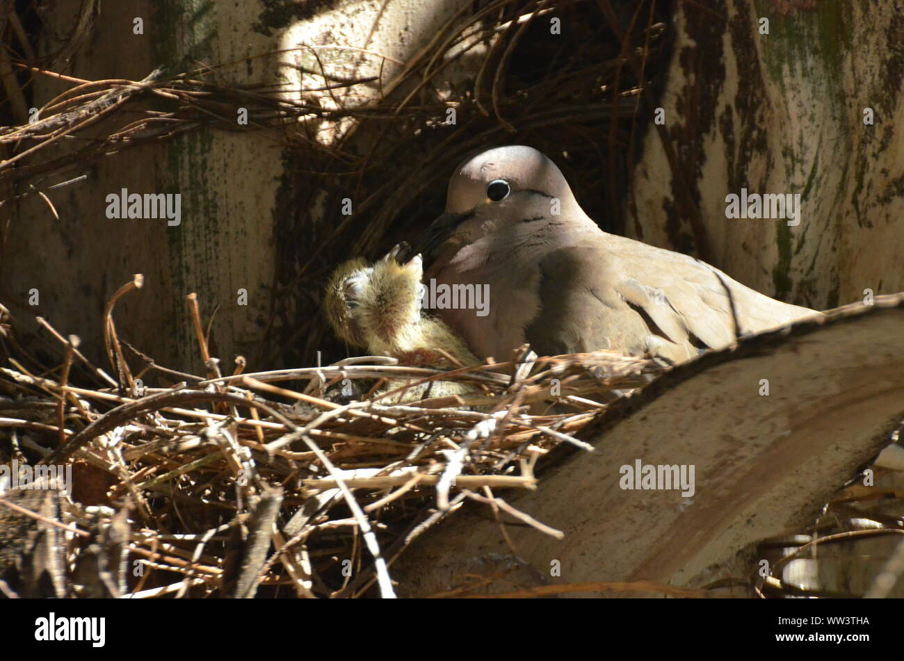 Bird nurturing and feeding baby birds Stock Photo - Alamy