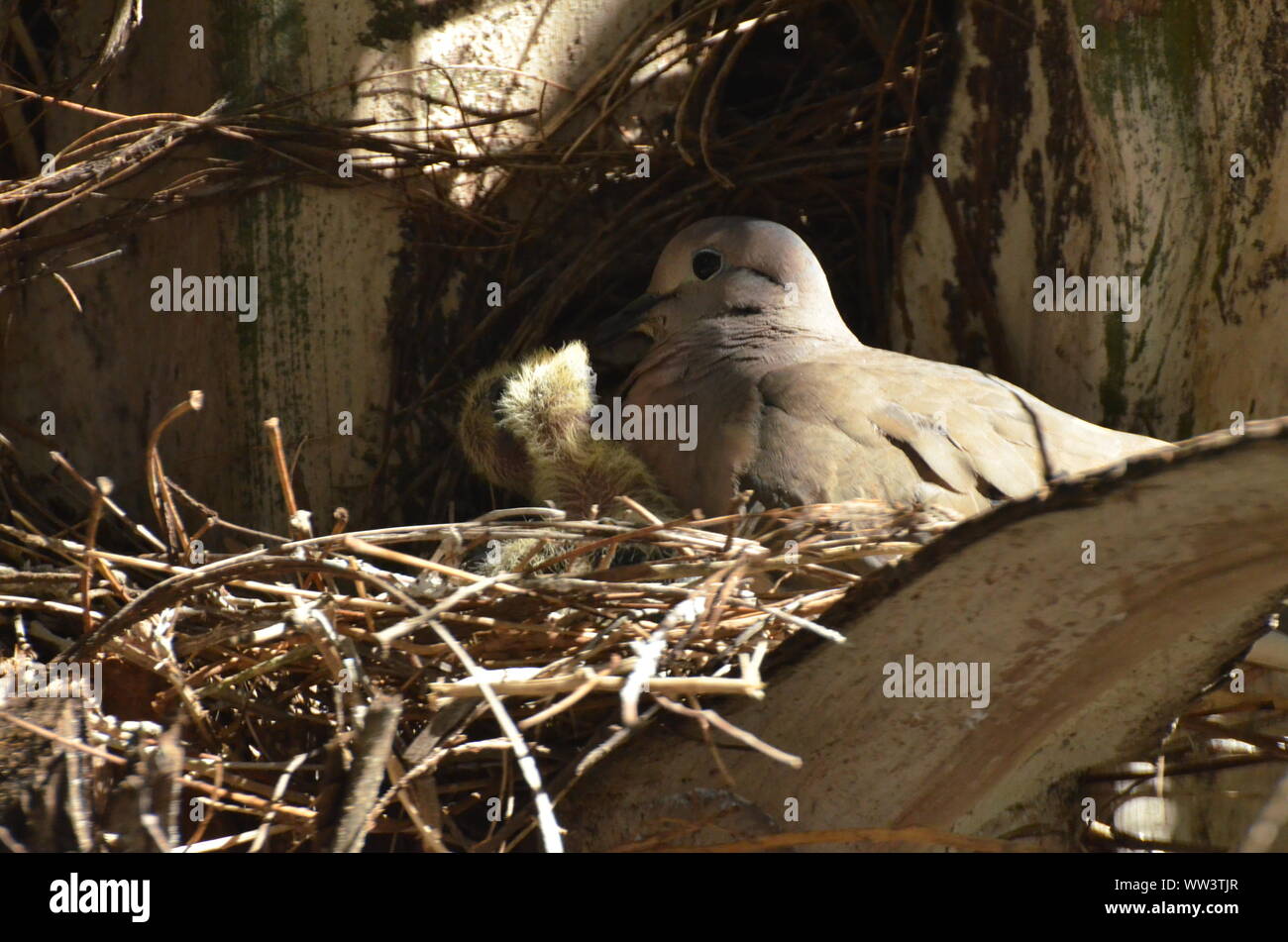 Bird nurturing and feeding baby birds Stock Photo - Alamy