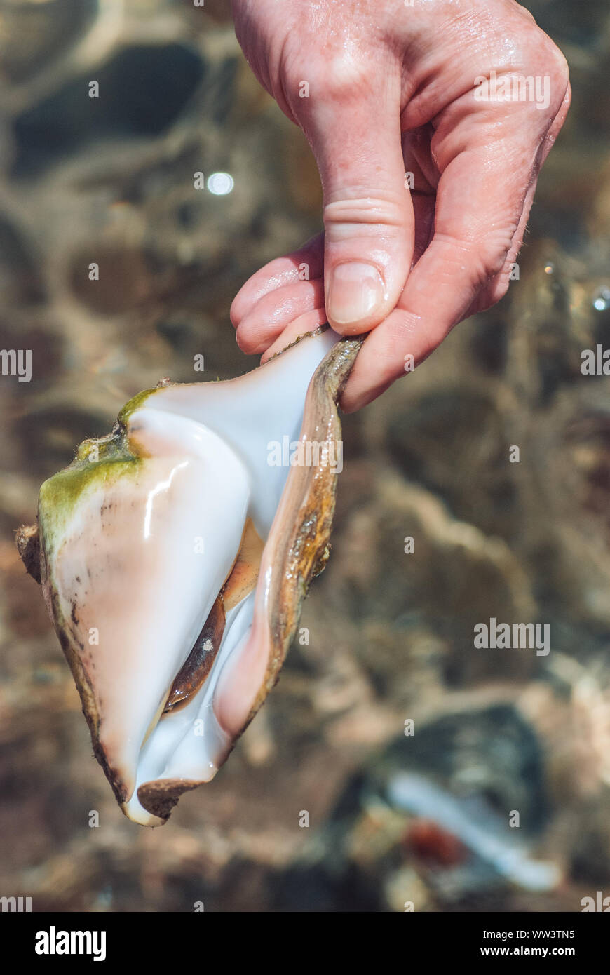 Sea shell in a male palm over crystal clear sea water blurred ...