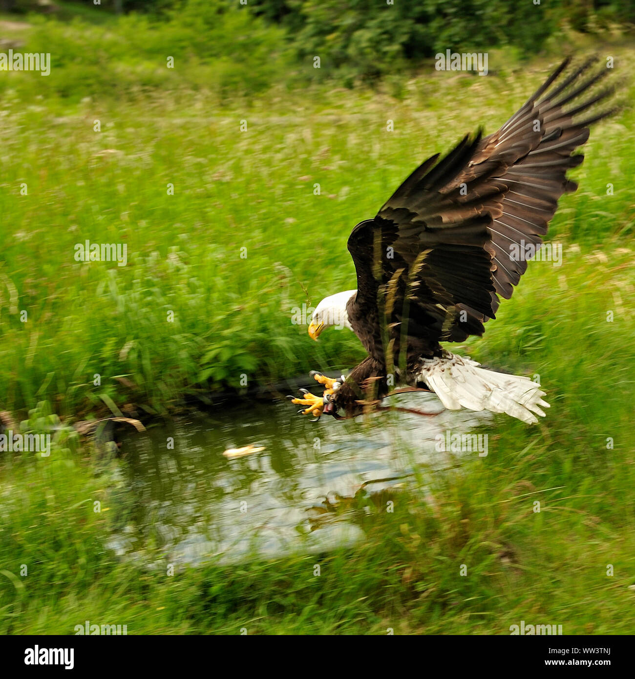 Bald eagle in flight over water hunting for fish Stock Photo - Alamy